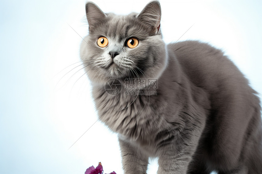 可爱的猫咪高清图片下载-正版图片600689542-摄图网