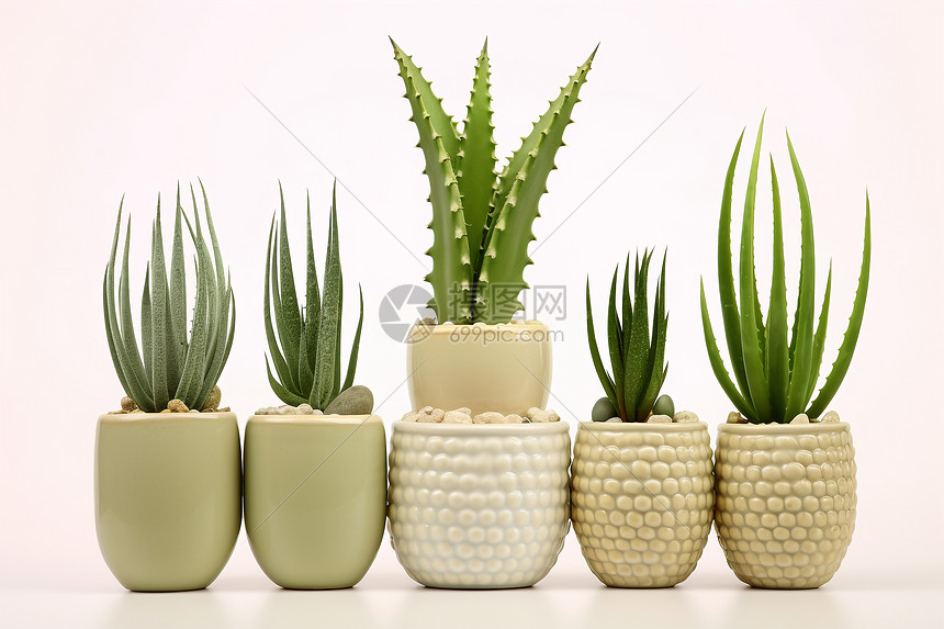 芦荟盆栽高清图片下载-正版图片600691116-摄图网