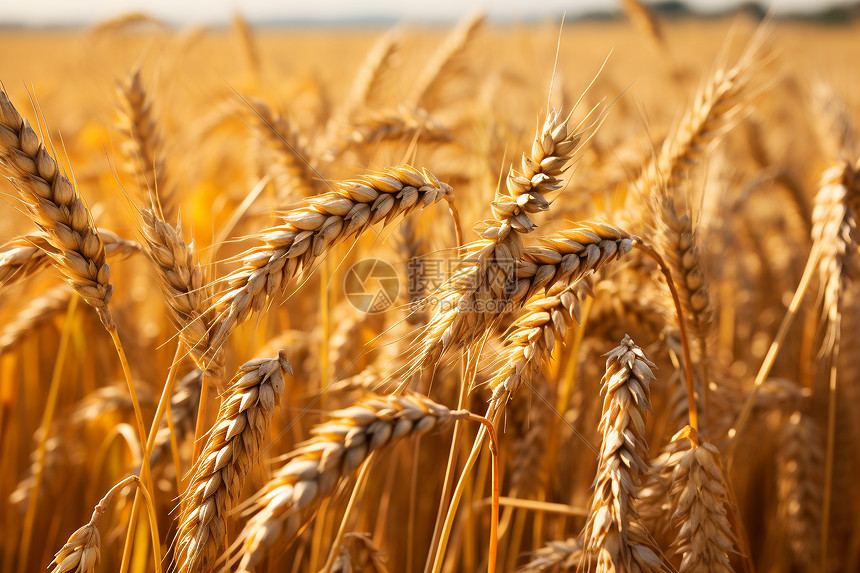 金色收获的秋天稻田高清图片下载-正版图片600692226-摄图网