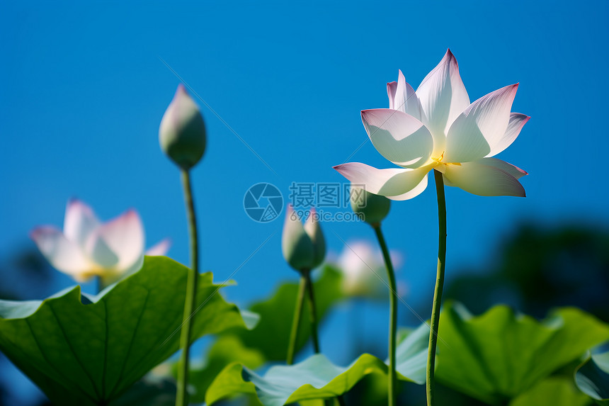 蓝天下的白莲高清图片下载-正版图片600692753-摄图网