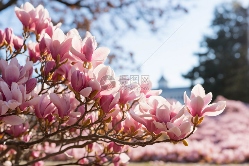 阳光下的花朵高清图片下载-正版图片600698496-摄图网