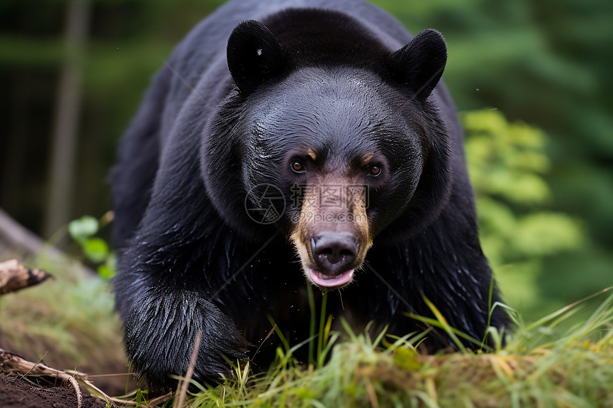 森林中一只黑熊高清图片下载-正版图片600703603-摄图网