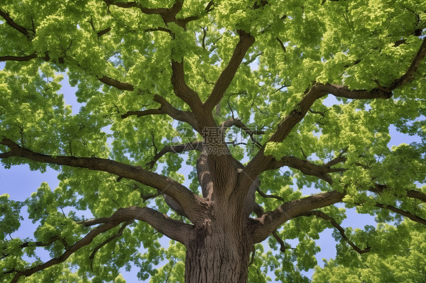 夏日大树下的悠闲时光高清图片下载-正版图片600704034-摄图网