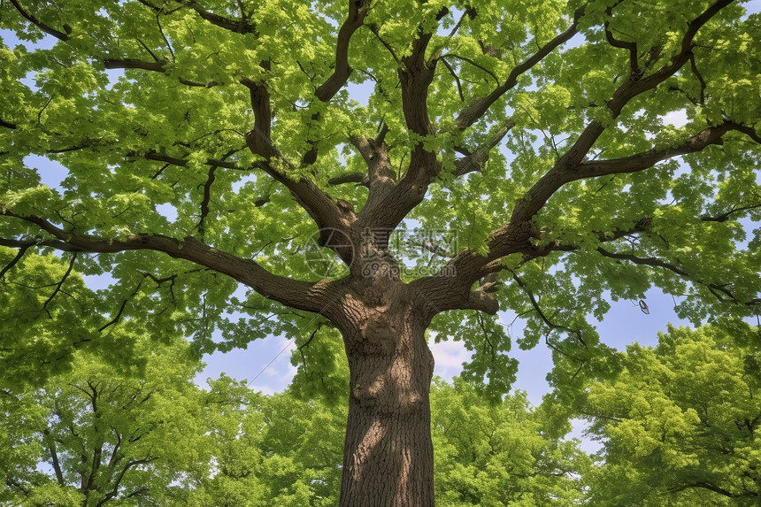 宁静绿荫下的大树高清图片下载-正版图片600704035-摄图网