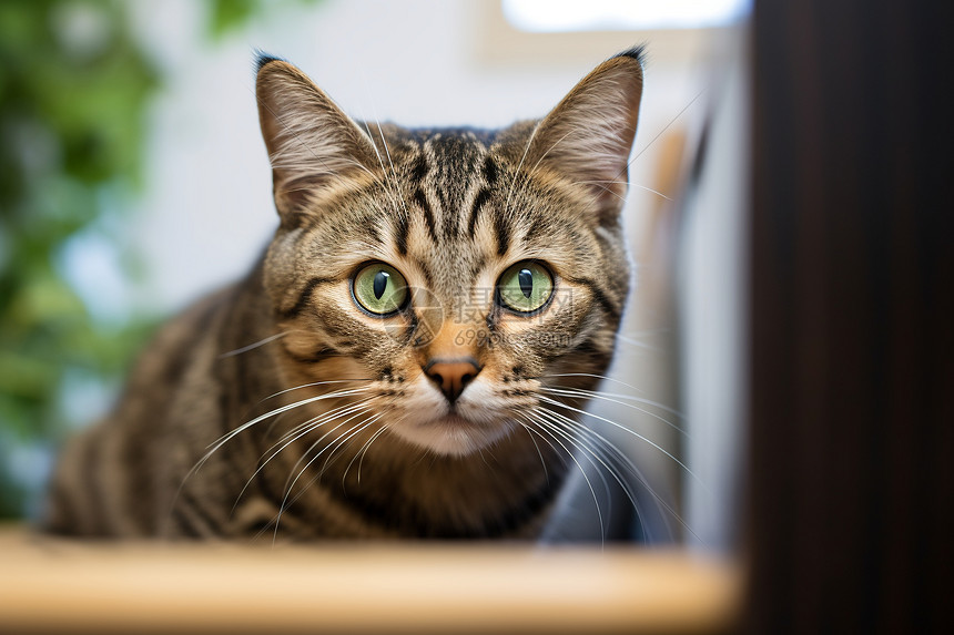 可爱的狸花猫高清图片下载-正版图片600740868-摄图网