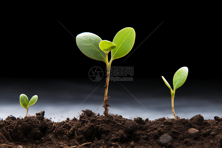 茁壮生长的幼苗高清图片下载-正版图片600757574-摄图网