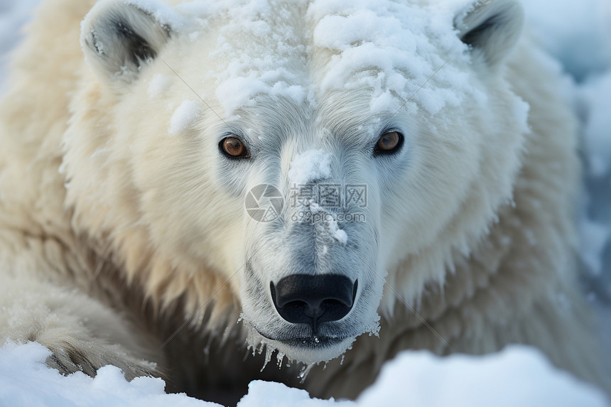 极地上一只北极熊高清图片下载-正版图片600762038-摄图网