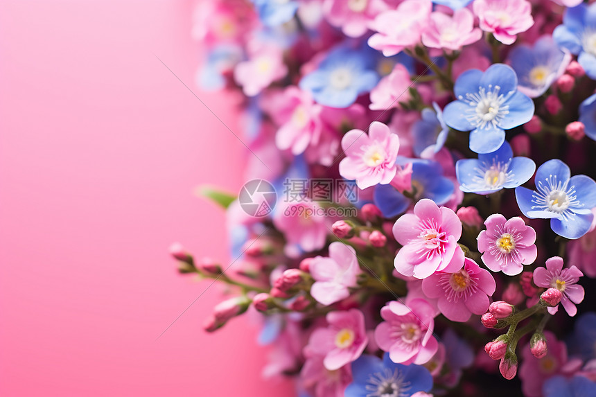 户外绽放的美丽花朵高清图片下载-正版图片600766215-摄图网