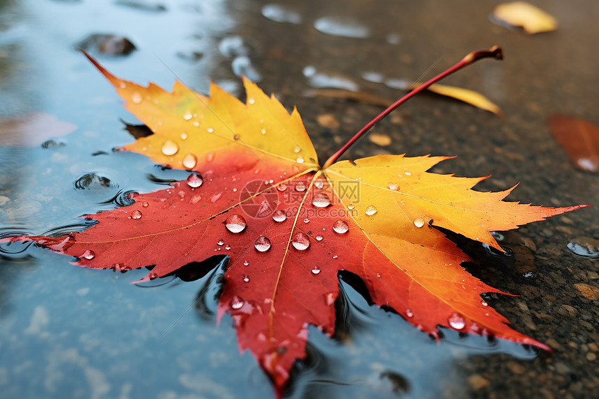 秋雨中的落叶高清图片下载-正版图片600768529-摄图网