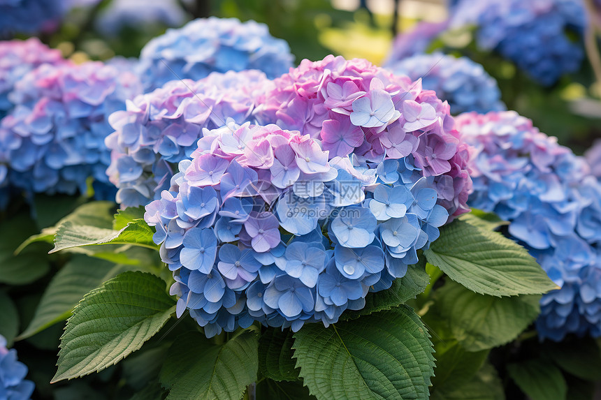 绚丽多彩的花朵高清图片下载-正版图片600769283-摄图网