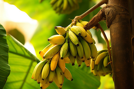 果园的香蕉高清图片下载-正版图片600769457-摄图网
