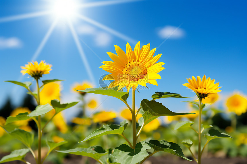 美丽的向日葵高清图片下载-正版图片600801711-摄图网