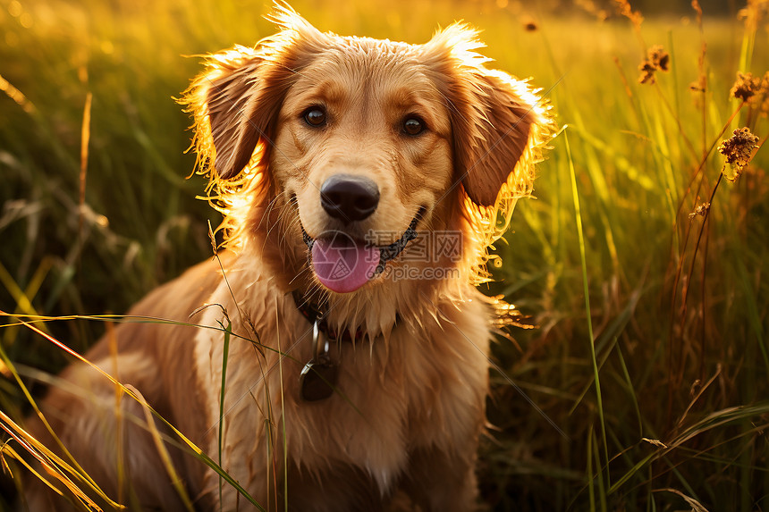 阳光下一只金毛犬高清图片下载 正版图片600803580 摄图网