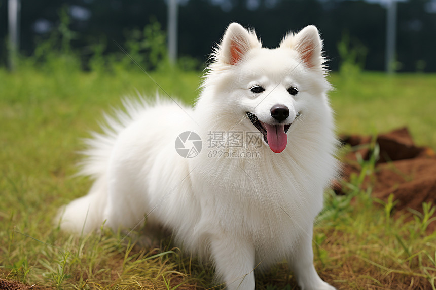 户外草地上玩耍的萨摩耶高清图片下载-正版图片600830927-摄图网