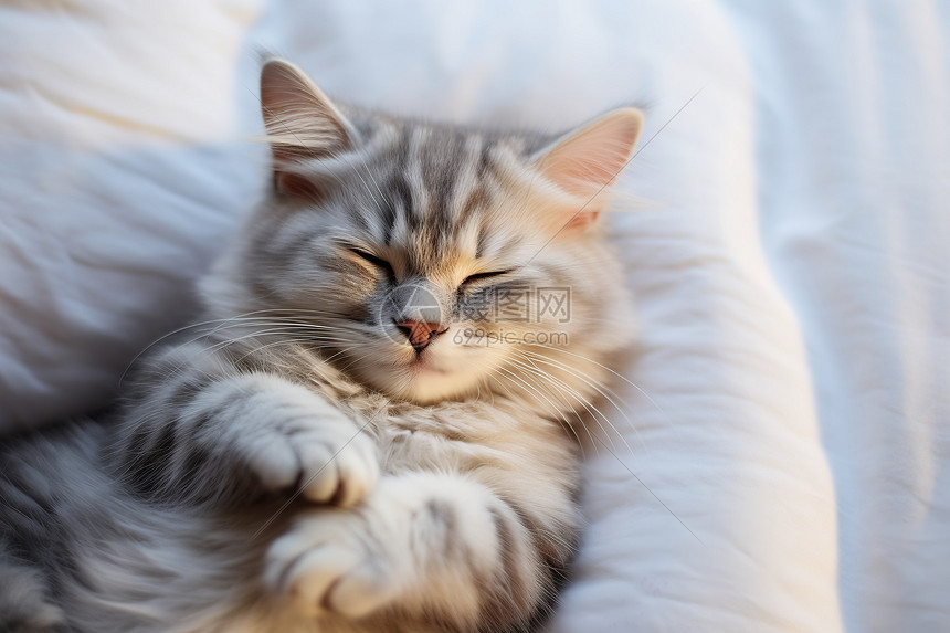 睡觉的宠物小猫高清图片下载-正版图片600833665-摄图网