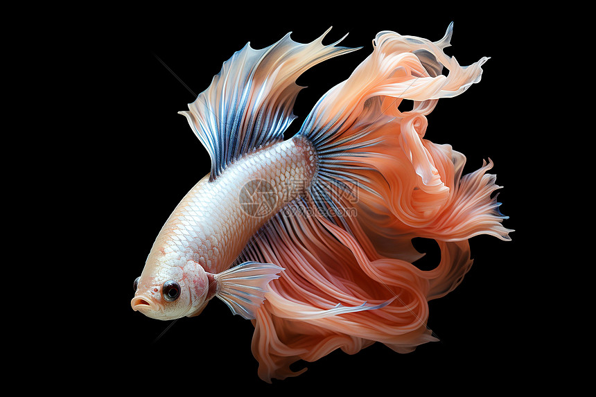 一条拥有蓝色长尾巴的鱼高清图片下载-正版图片600845898-摄图网