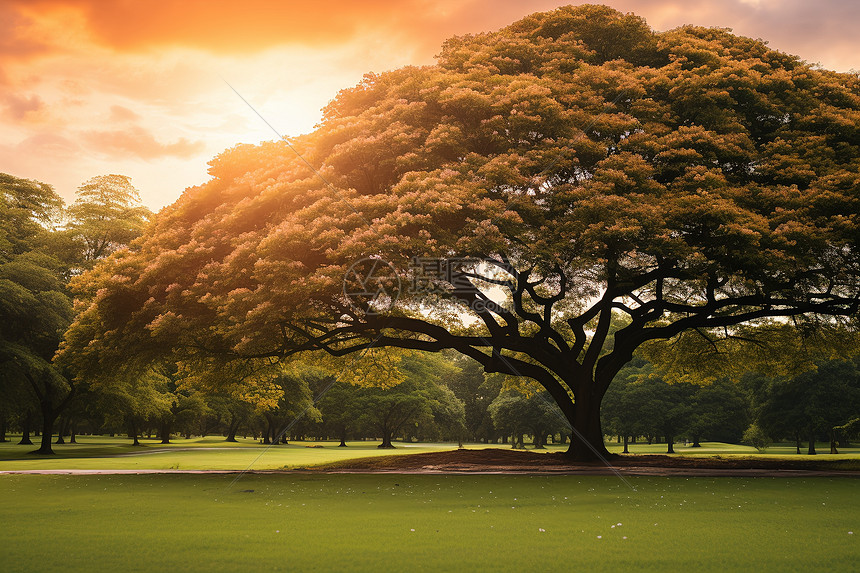夕阳映照下的大树高清图片下载-正版图片600871105-摄图网
