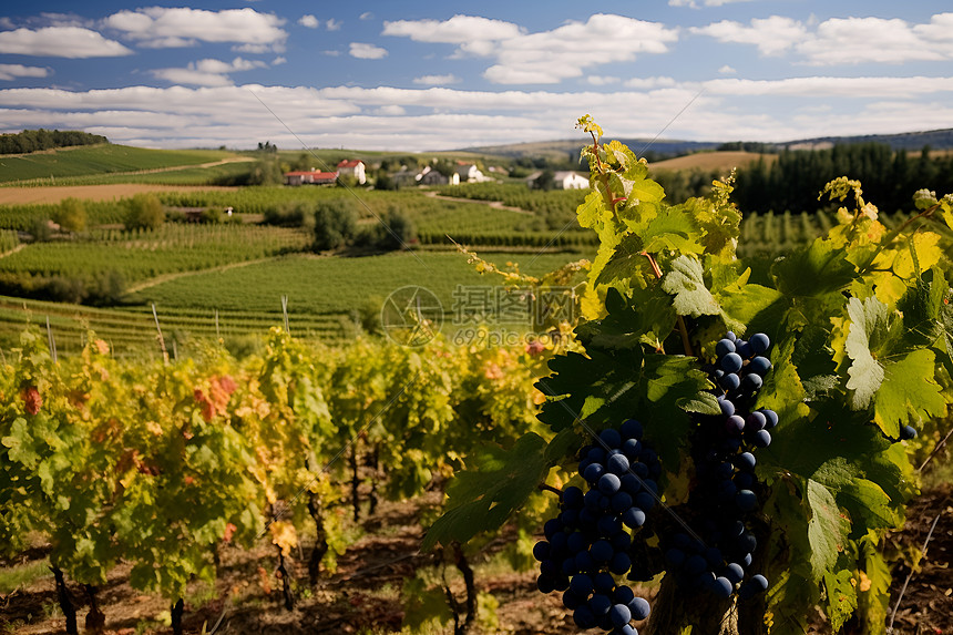 藤蔓上的葡萄高清图片下载-正版图片600916671-摄图网