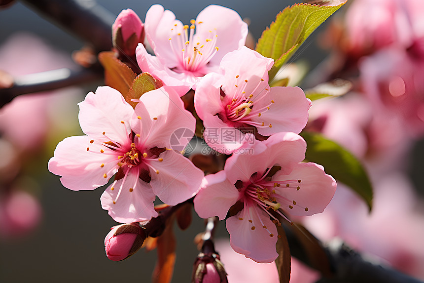 果园里的桃花高清图片下载-正版图片600917458-摄图网