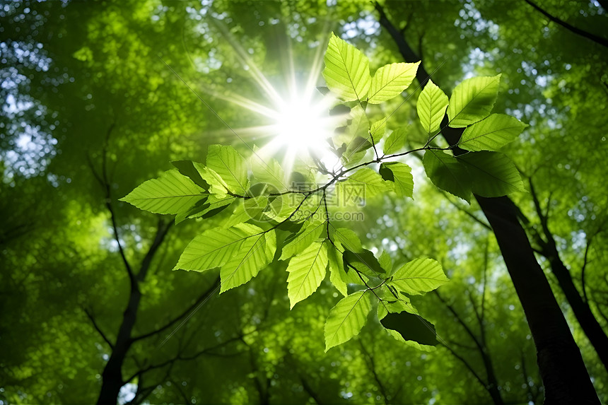 灿烂的太阳光高清图片下载-正版图片600921145-摄图网