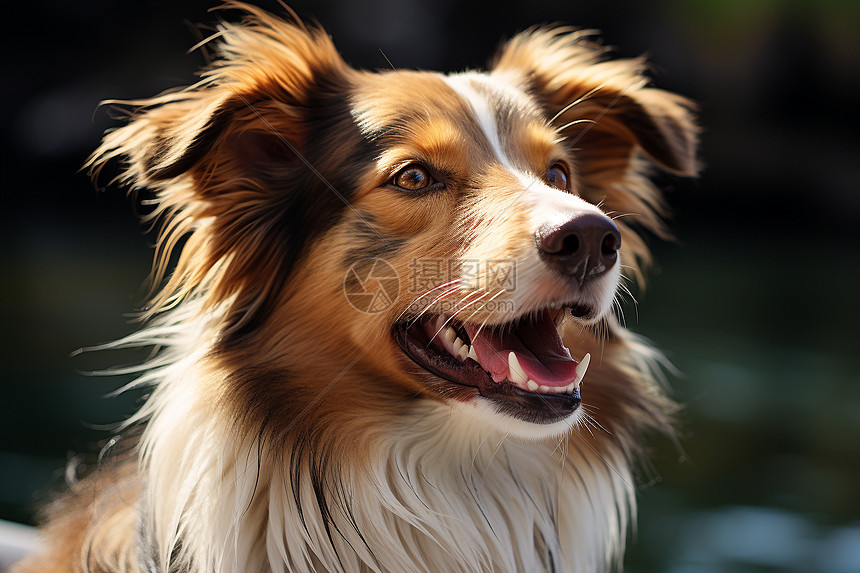 长毛狗狗高清图片下载-正版图片600924624-摄图网