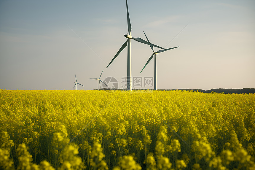 油菜花田里的风力发电机高清图片下载-正版图片600970937-摄图网