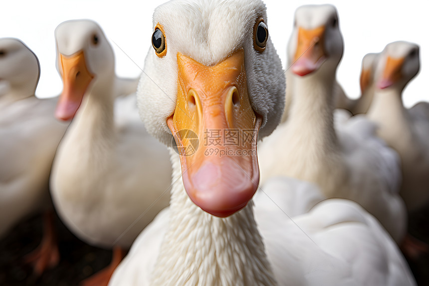 白色鸭子高清图片下载-正版图片601123752-摄图网