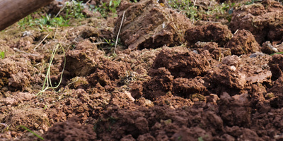 破土视频素材_破土视频模板下载-摄图网视频库