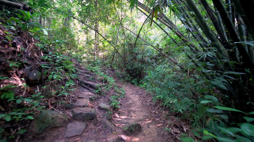 在丛林中与竹林一起走在漫步的路上mov格式视频下载_正版视频编号3906274-摄图网