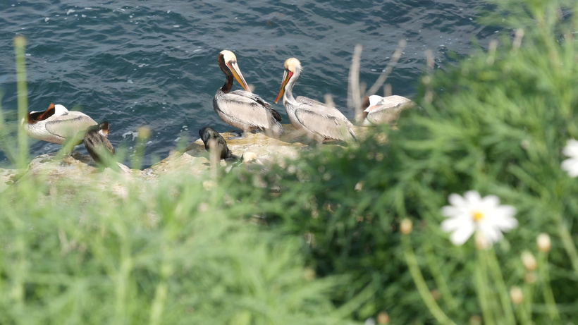 双冠鸬鹚mp4格式视频下载_正版视频编号3899728-摄图网