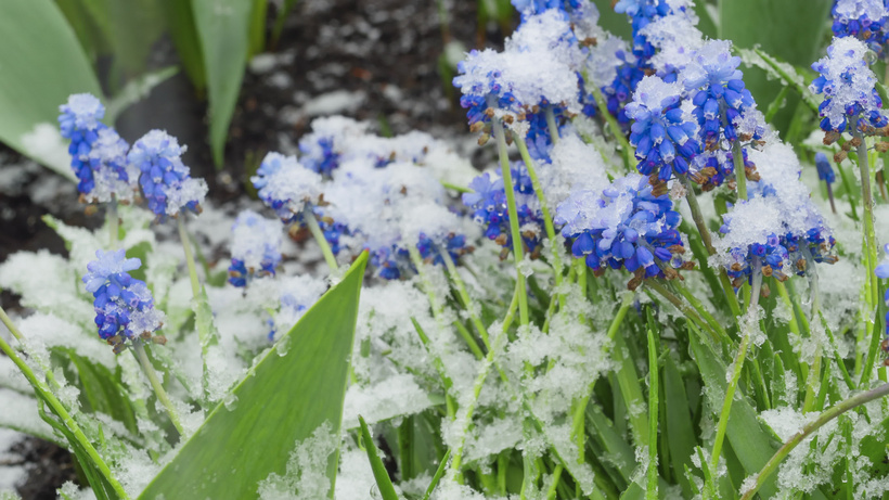 雪下的蓝色木薯花mov格式视频下载_正版视频编号3906635-摄图网