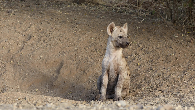 年轻斑点的土狼mov格式视频下载_正版视频编号3927247-摄图网