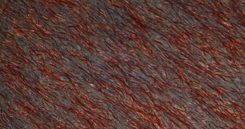 菌丝横截面组织mov格式视频下载_正版视频编号3930820-摄图网