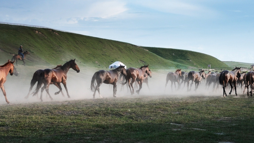 新疆伊犁草原上万马奔腾mov格式视频下载_正版视频编号4584126-摄图网