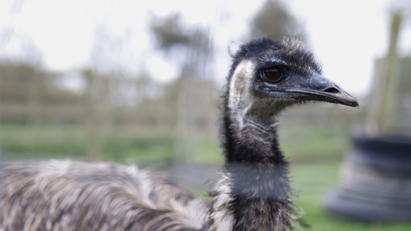 鸵鸟mov格式视频下载_正版视频编号3718946-摄图网