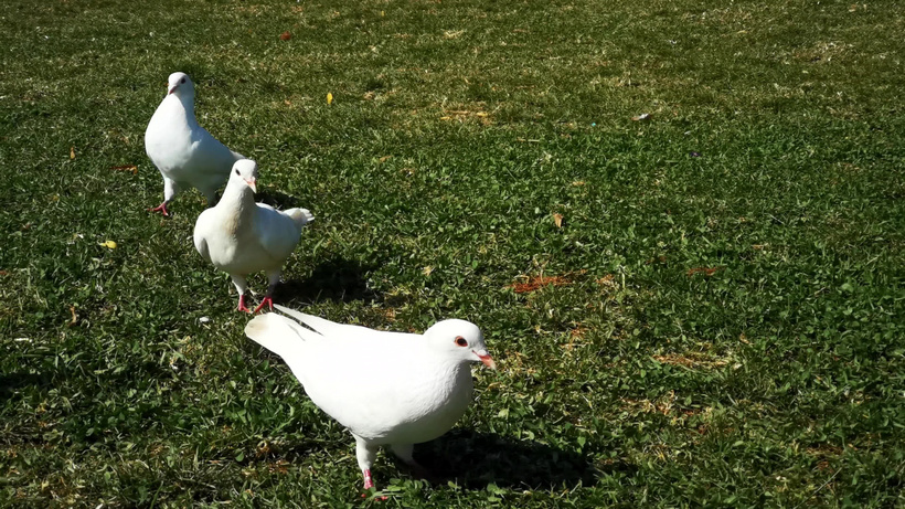 4K实拍白鸽MP4格式视频下载_正版视频编号3522149-摄图网