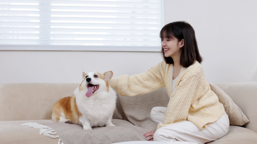 主人和柯基狗狗mp4格式视频下载_正版视频编号3596551-摄图网