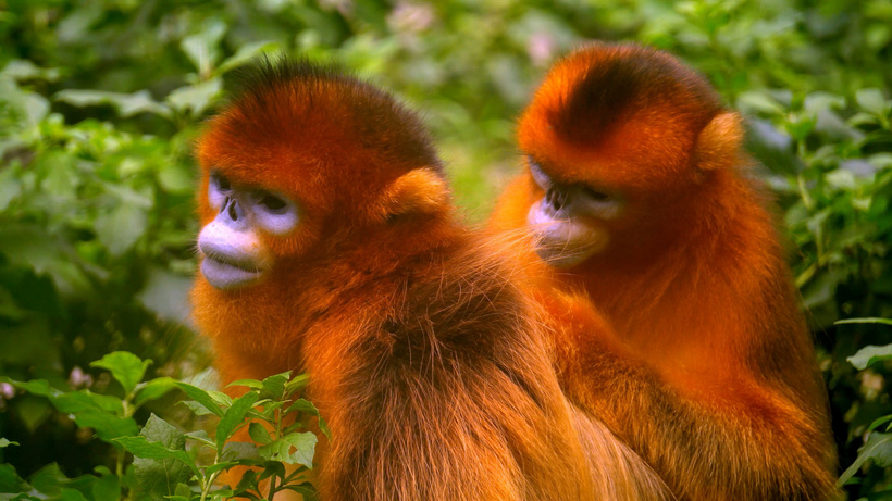 4K实拍金丝猴相互抓虱子顺毛发mov格式视频下载_正版视频编号3528708-摄图网