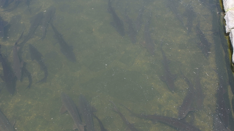 在河里游泳的巨型外科医生mov格式视频下载_正版视频编号3685915-摄图网