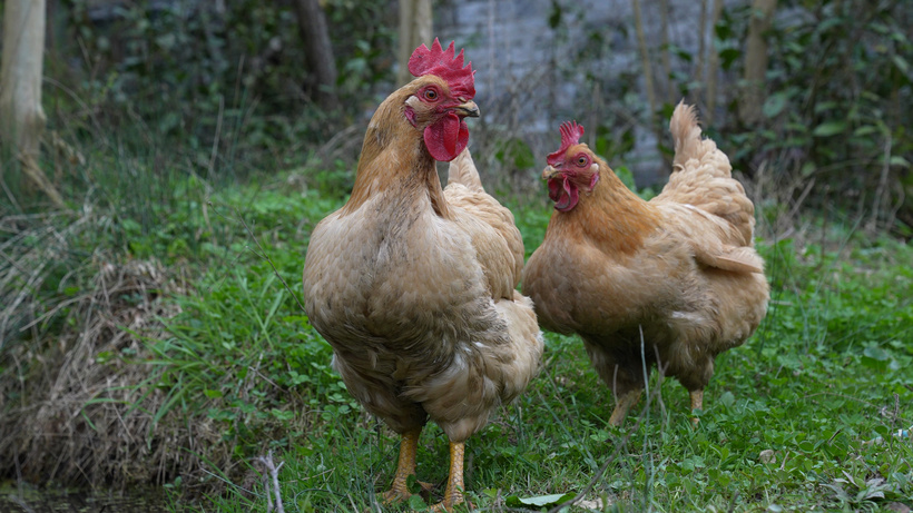 乡村母鸡跑山鸡散养mp4格式视频下载_正版视频编号3600099-摄图网