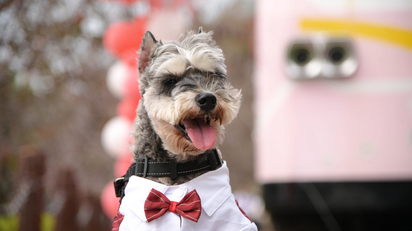 4K宠物狗雪纳瑞犬mp4格式视频下载_正版视频编号4097586-摄图网