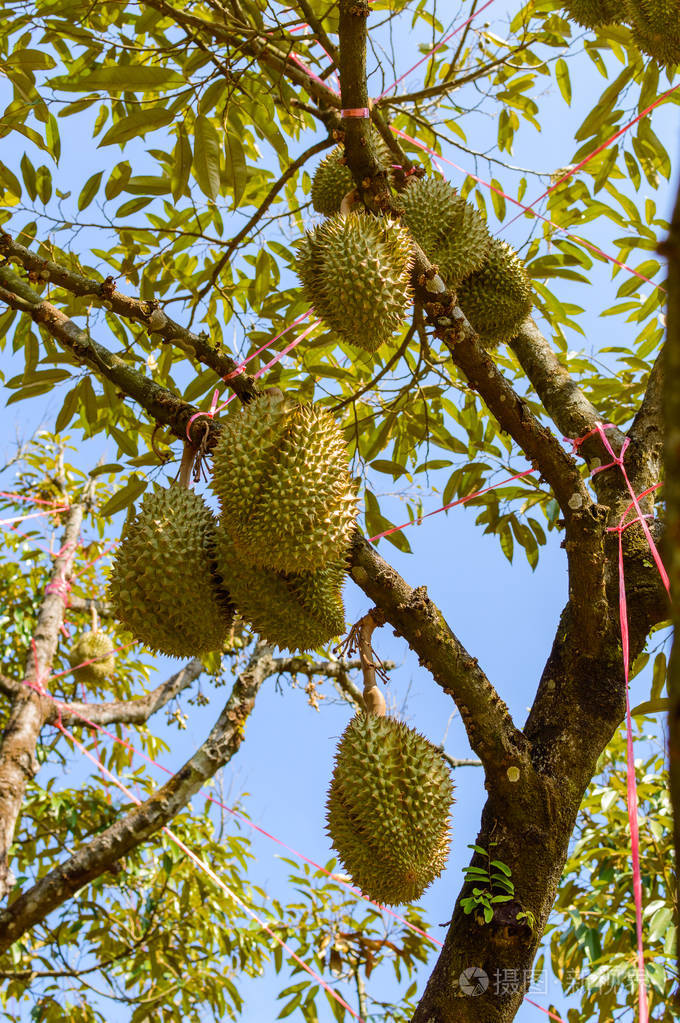 泰国花园中的榴莲树分支的整个榴莲水果。照片-正版商用图片014ty3-摄图新视界