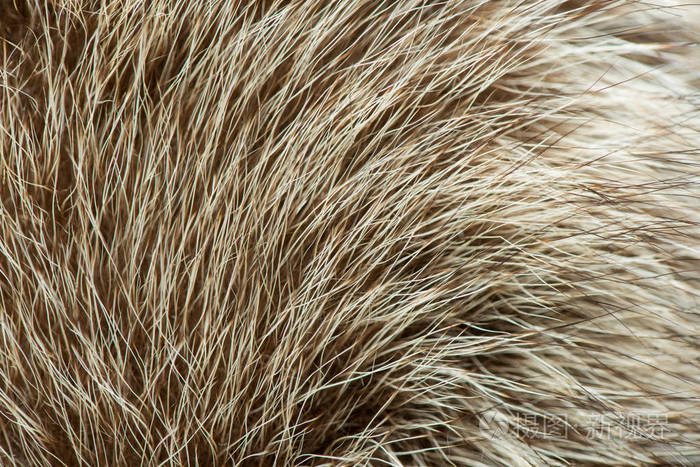动物毛发特写。毛皮质地照片-正版商用图片0767ee-摄图新视界
