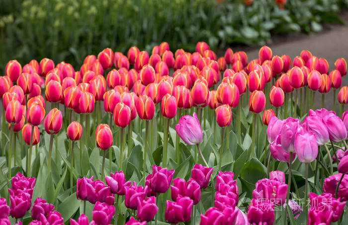 What Makes Bloom Flowers the Best Choice for Your Shopping Needs?