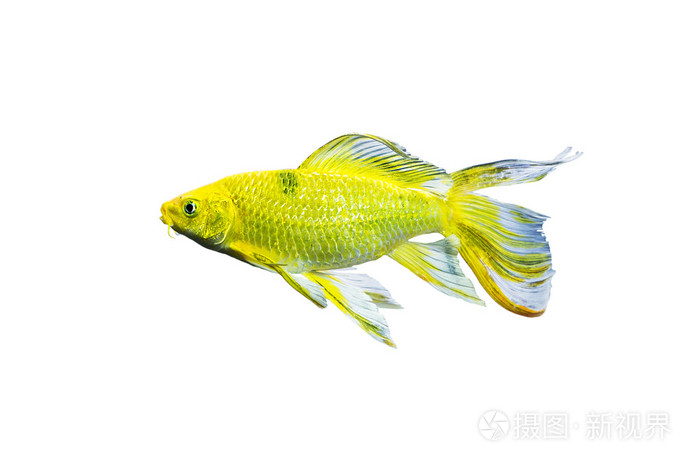 zlat prsteny a re na proukovanm pozad照片-正版商用图片09vrsr-摄图新视界