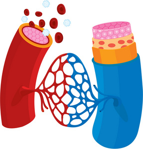 血管插画-血管手绘-血管卡通图-摄图新视界