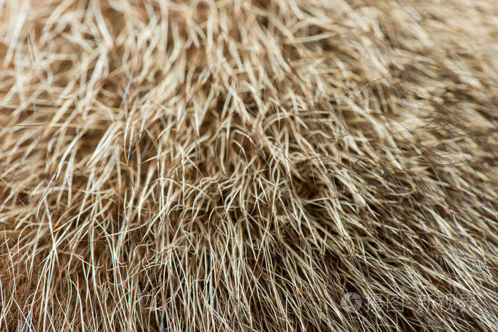 动物毛发特写。毛皮质地照片-正版商用图片0fyeg8-摄图新视界