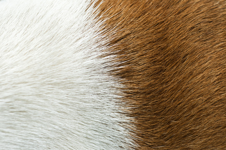 动物毛发图片-动物毛发素材-动物毛发插画-摄图新视界