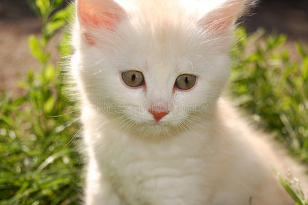 puusy图片-puusy素材-puusy插画-摄图新视界