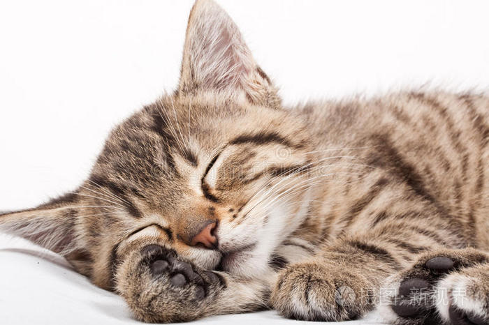 睡觉的猫照片-正版商用图片0k4blg-摄图新视界